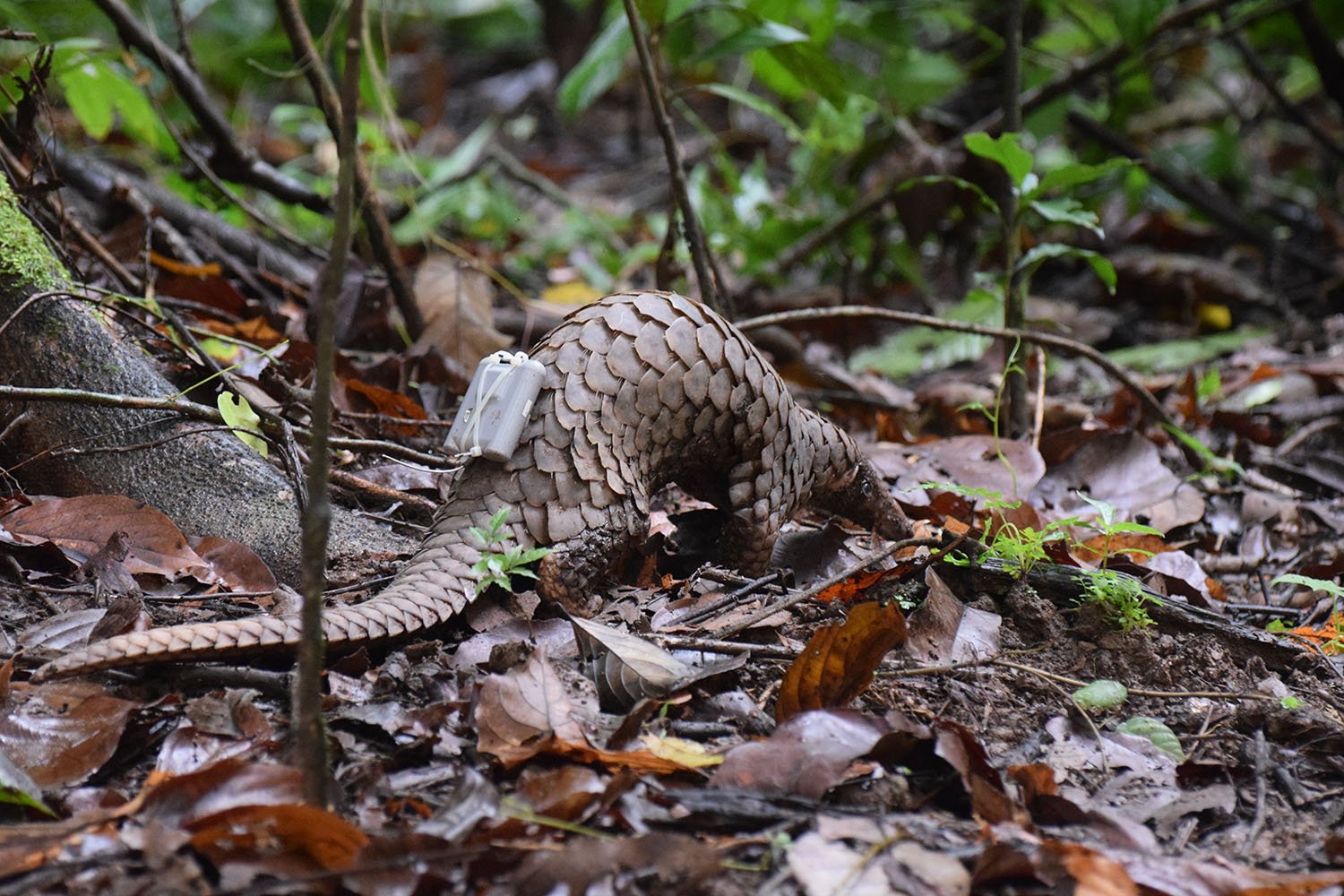 Role of pangolins in the emergence of SARS-CoV-2 and other viruses in ...